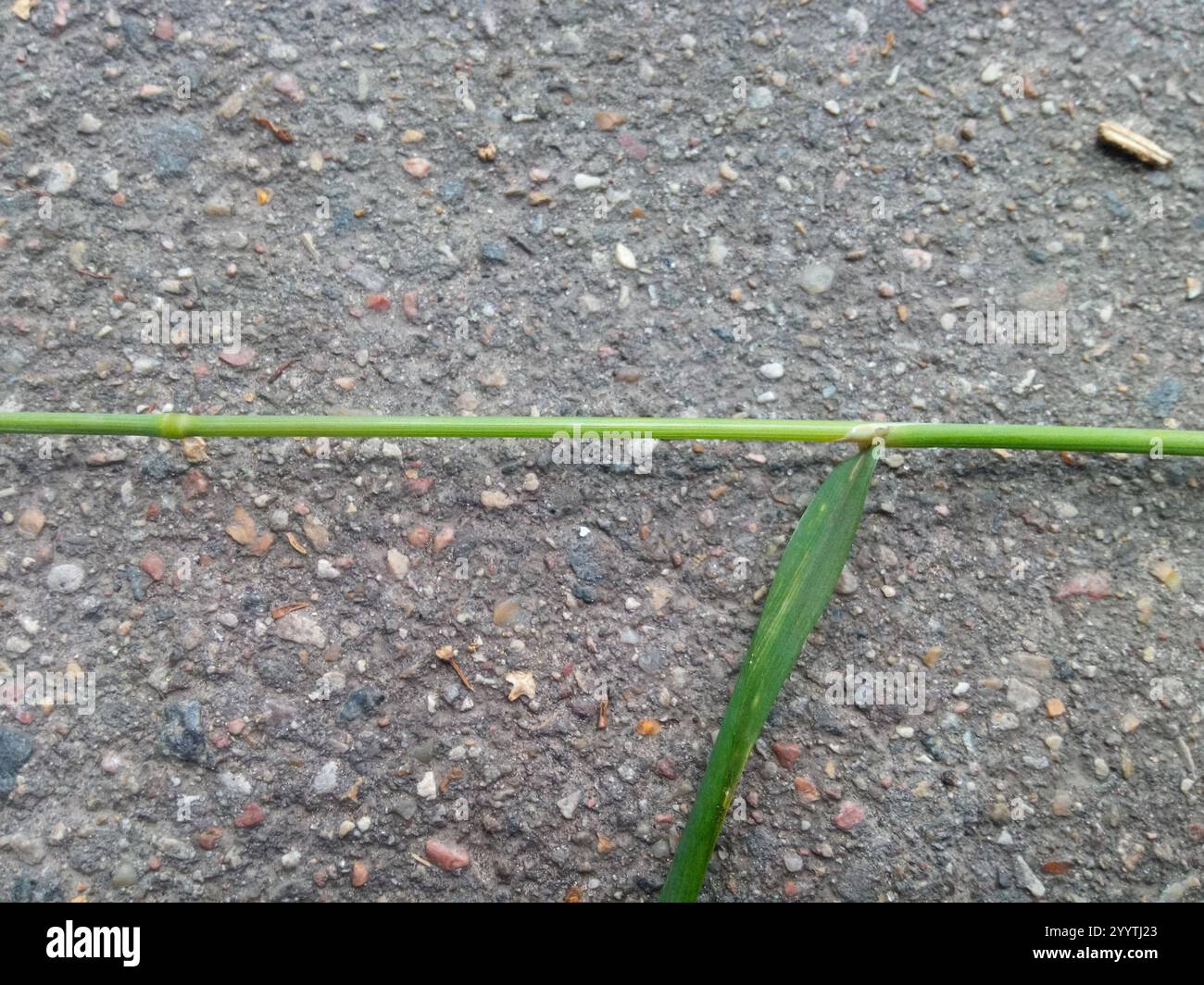 Wood Millet (Milium effusum Stock Photo - Alamy