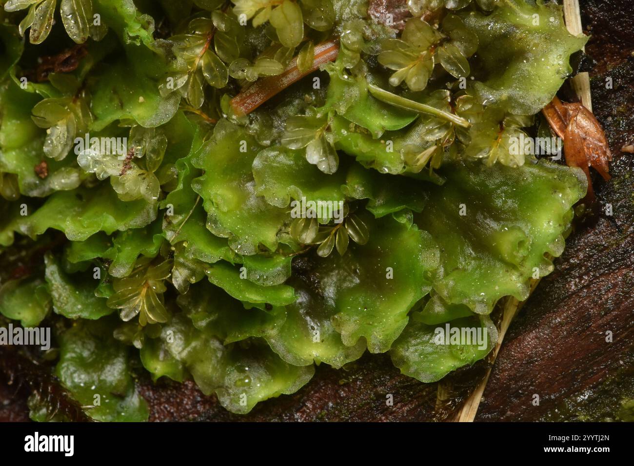Ring Pellia (Pellia neesiana Stock Photo - Alamy
