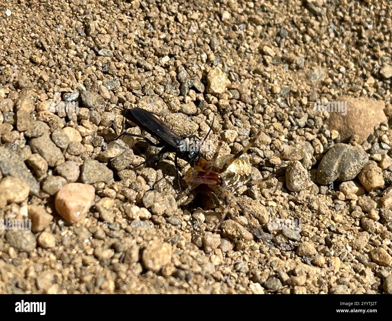 Spider Wasps (Pompilidae Stock Photo - Alamy