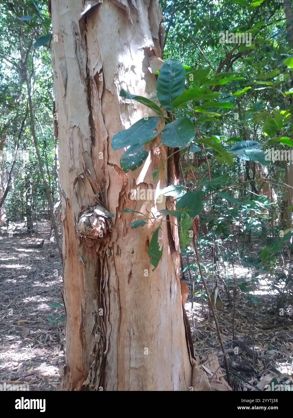 Weeping Paperbark (Melaleuca leucadendra Stock Photo - Alamy