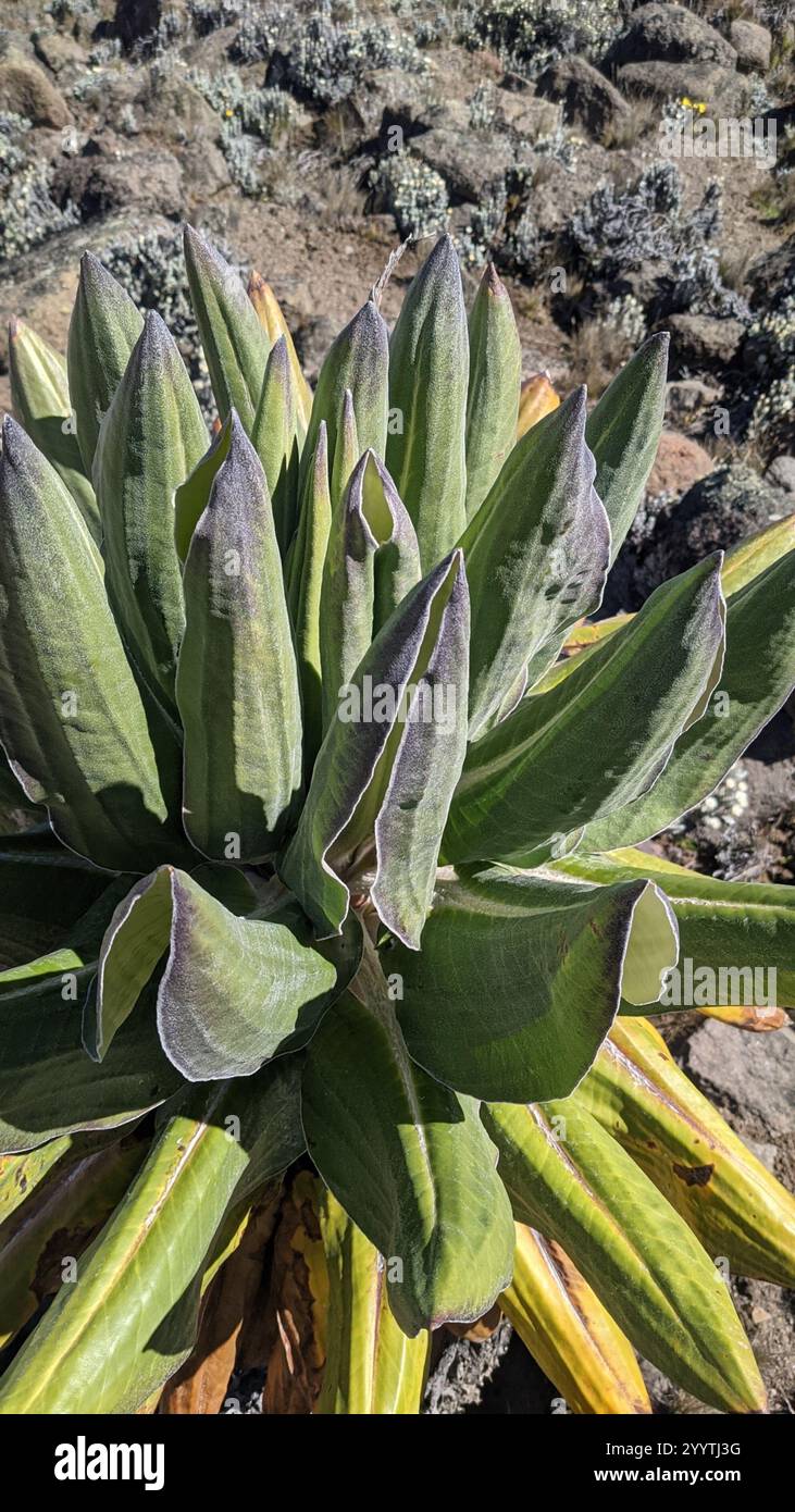 Giant Groundsel (Dendrosenecio kilimanjari Stock Photo - Alamy