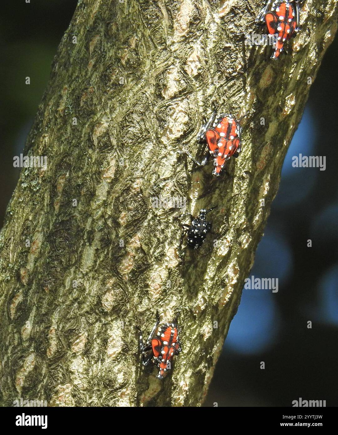 Spotted Lanternfly (Lycorma delicatula Stock Photo - Alamy