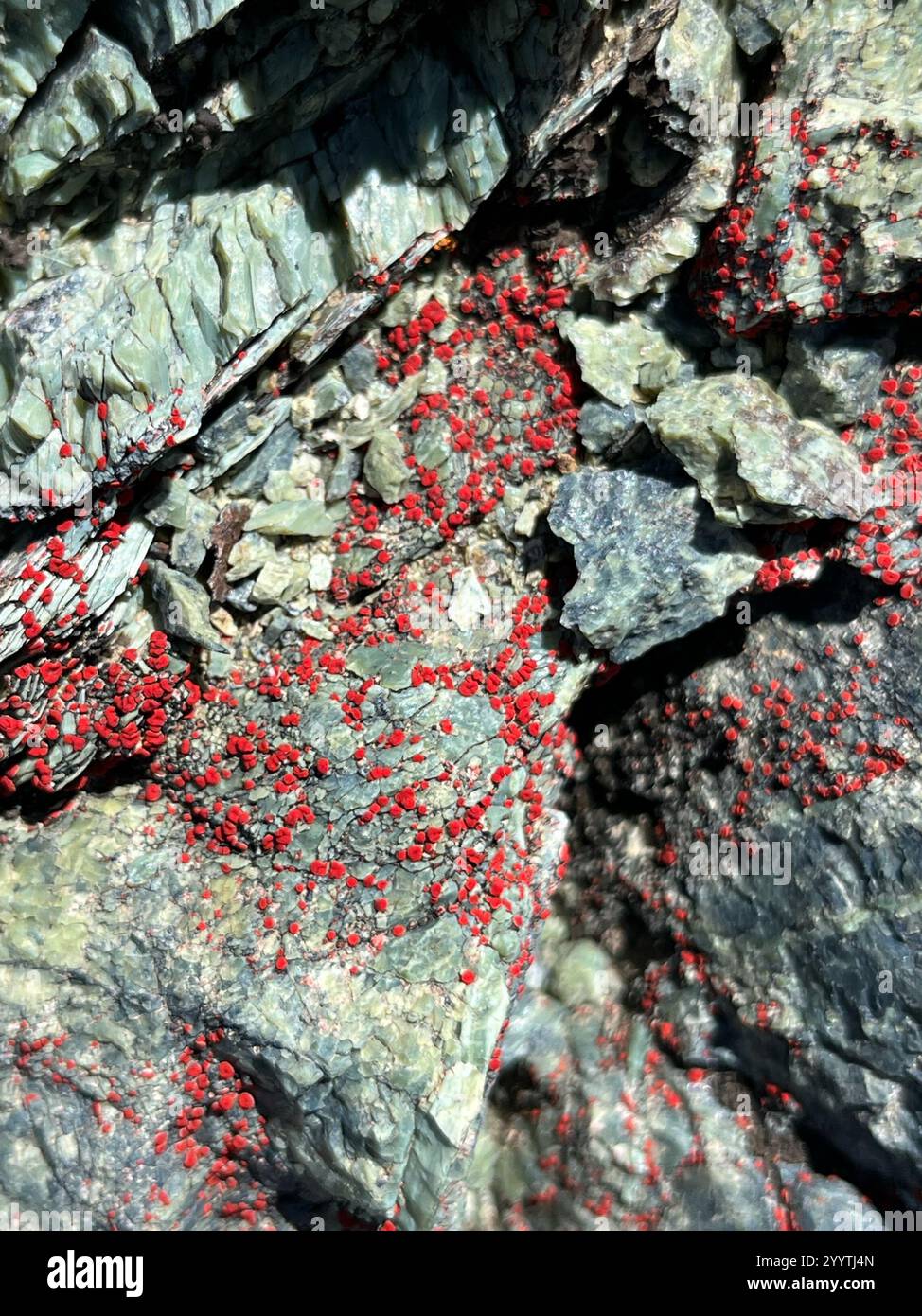 Red Firedot Lichen (Polycauliona luteominia Stock Photo - Alamy