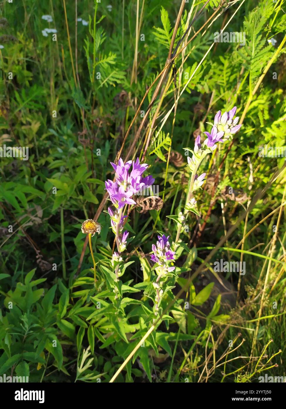 clustered bellflower (Campanula glomerata Stock Photo - Alamy