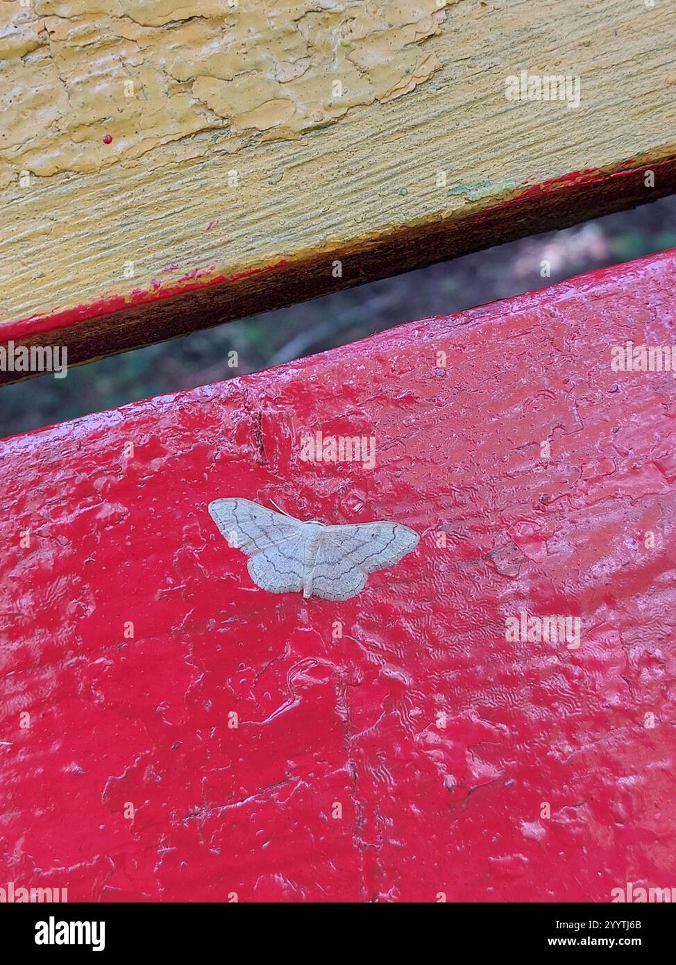 Riband Wave (Idaea aversata Stock Photo - Alamy
