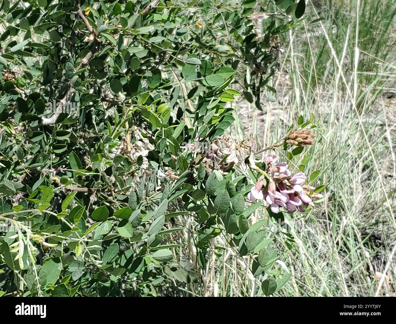 New Mexico locust (Robinia neomexicana Stock Photo - Alamy