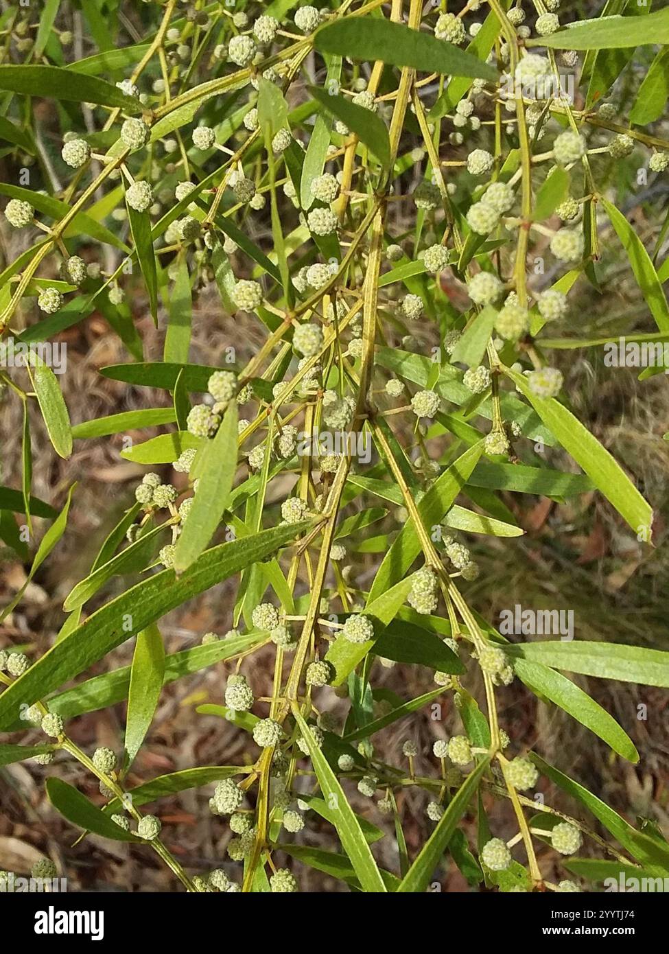 Varnish Wattle (Acacia verniciflua Stock Photo - Alamy