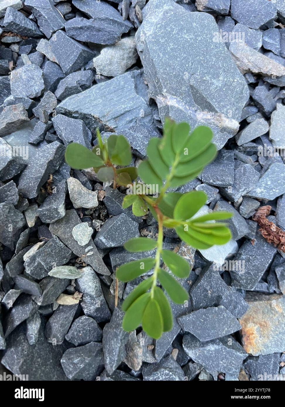 Chamberbitter (Phyllanthus urinaria Stock Photo - Alamy