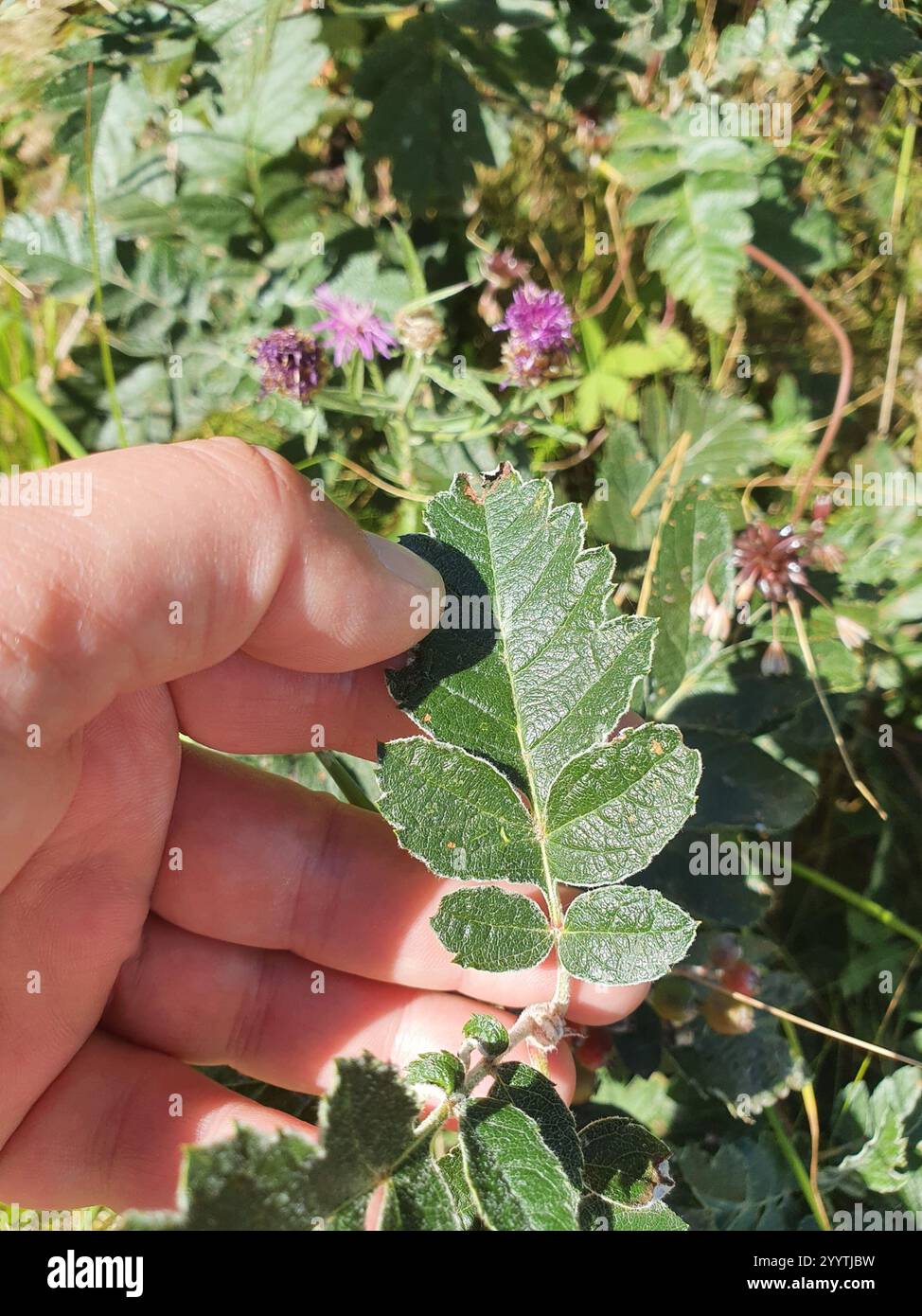 Swedish Service-tree (Hedlundia hybrida Stock Photo - Alamy