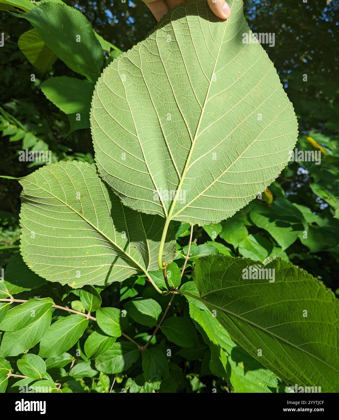 red mulberry (Morus rubra Stock Photo - Alamy