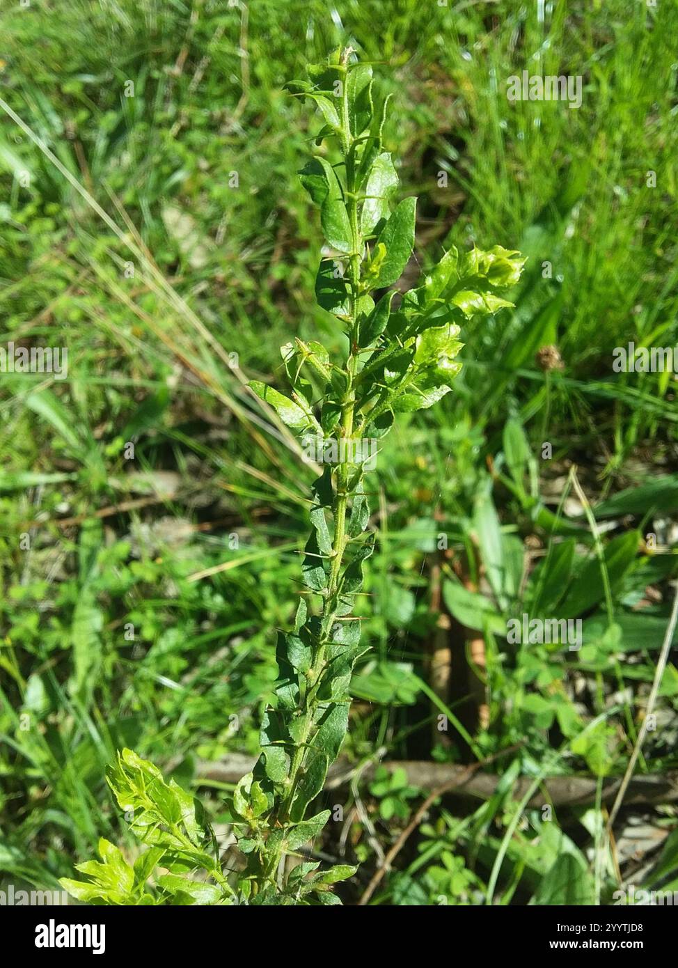 Kangaroo thorn (Acacia paradoxa Stock Photo - Alamy