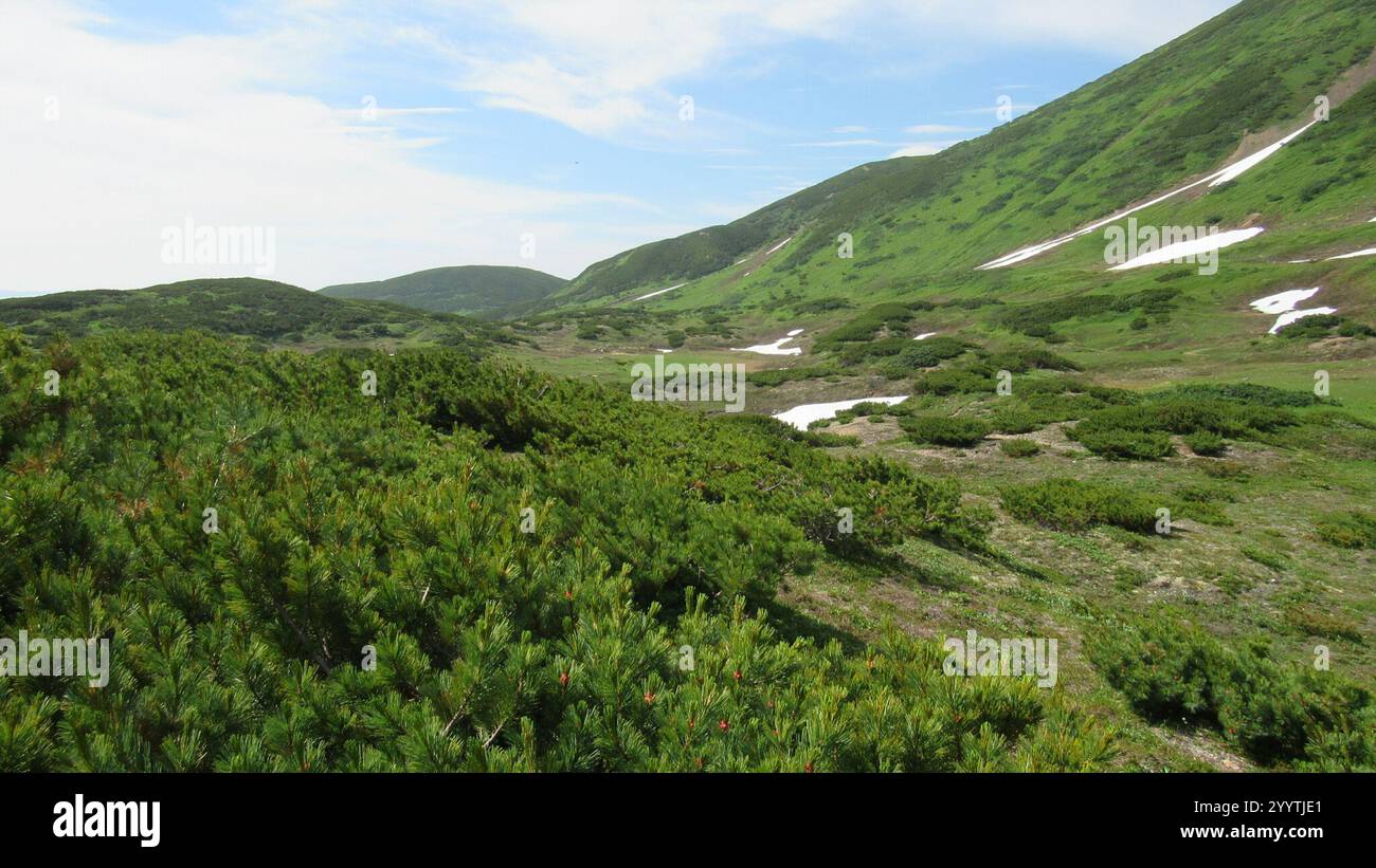 dwarf Siberian pine (Pinus pumila Stock Photo - Alamy