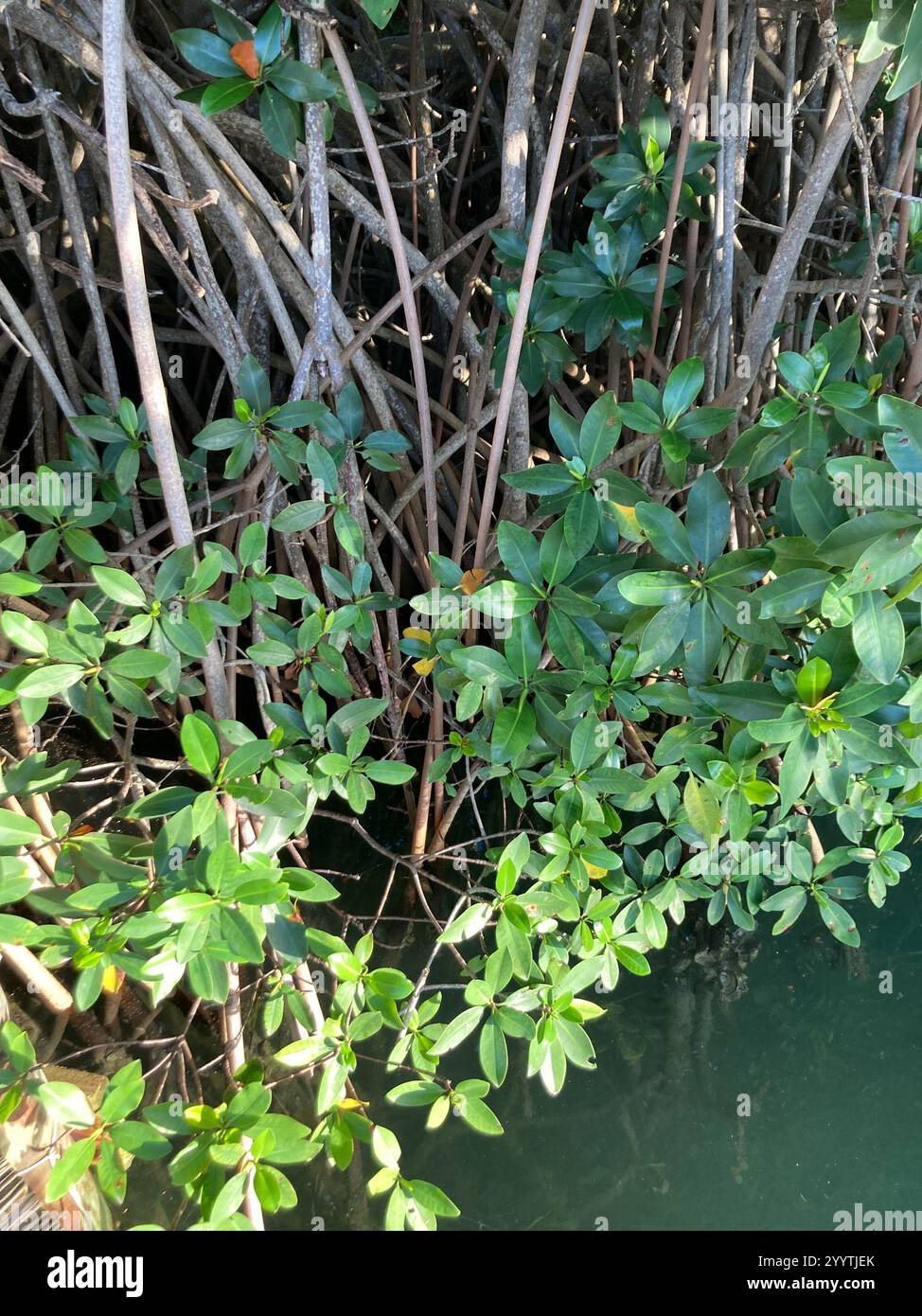 red mangrove (Rhizophora mangle Stock Photo - Alamy