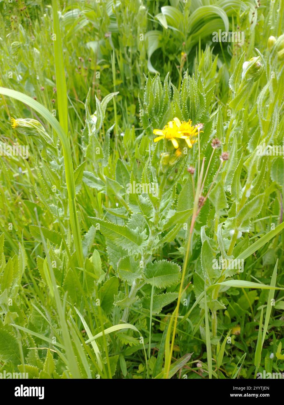 Arrowleaf Senecio (Senecio triangularis Stock Photo - Alamy