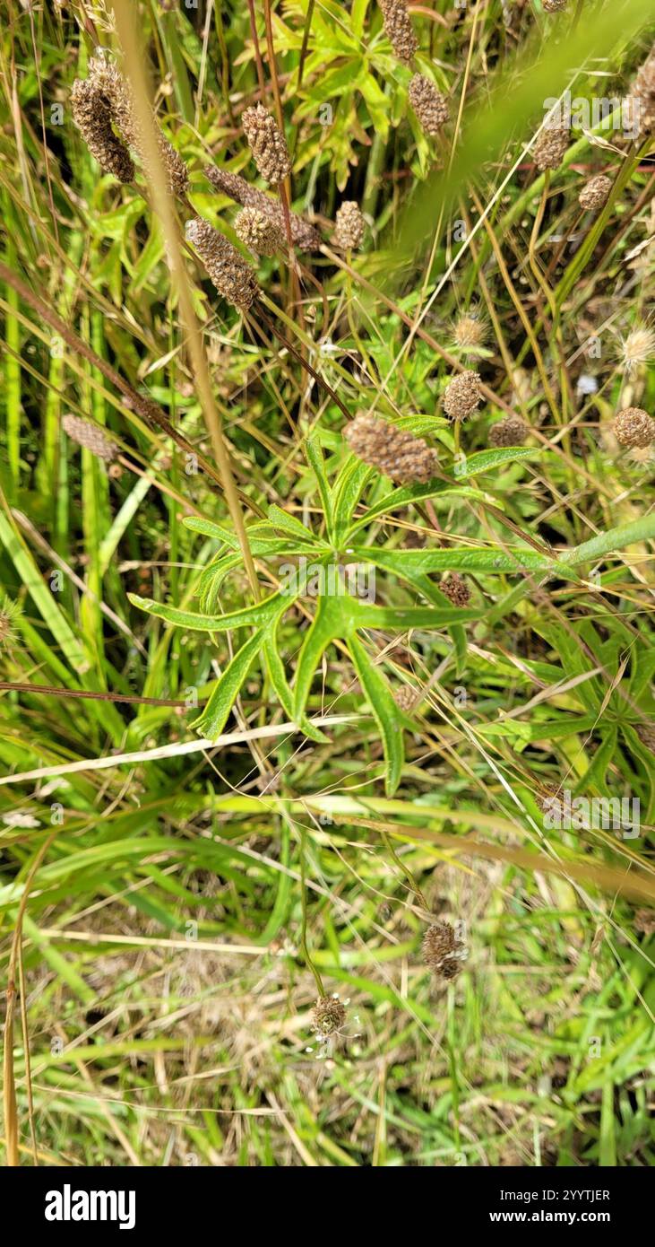 Meadow Checker-mallow (Sidalcea campestris Stock Photo - Alamy