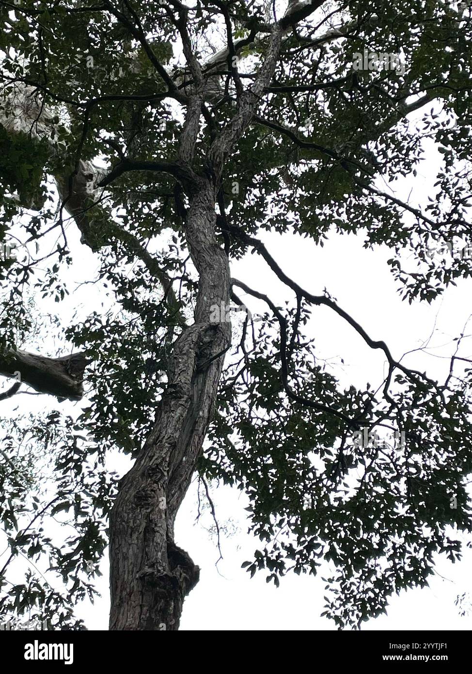 Tallowwood (Eucalyptus microcorys Stock Photo - Alamy