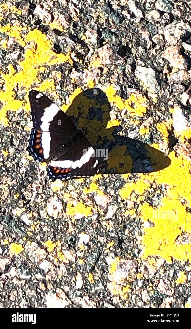 American White Admiral (Limenitis arthemis arthemis Stock Photo - Alamy