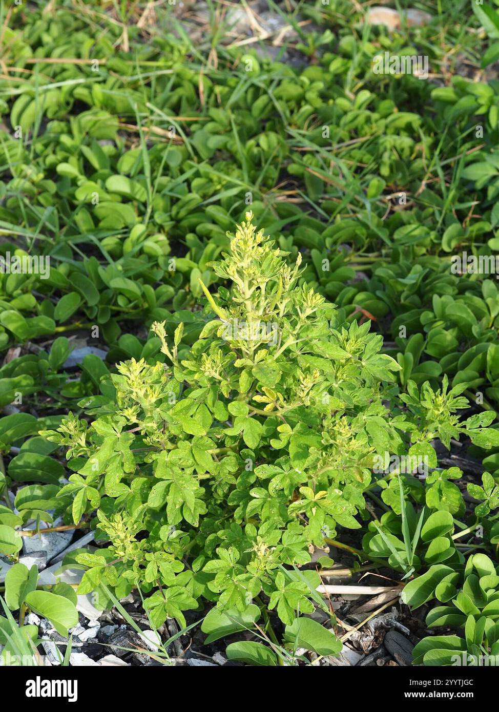 Asian spiderflower (Cleome viscosa Stock Photo - Alamy