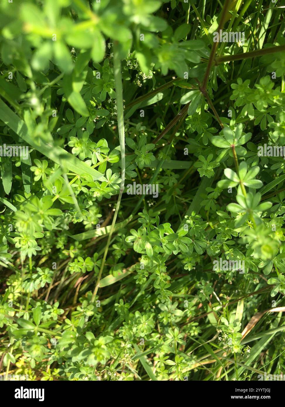white bedstraw (Galium album Stock Photo - Alamy