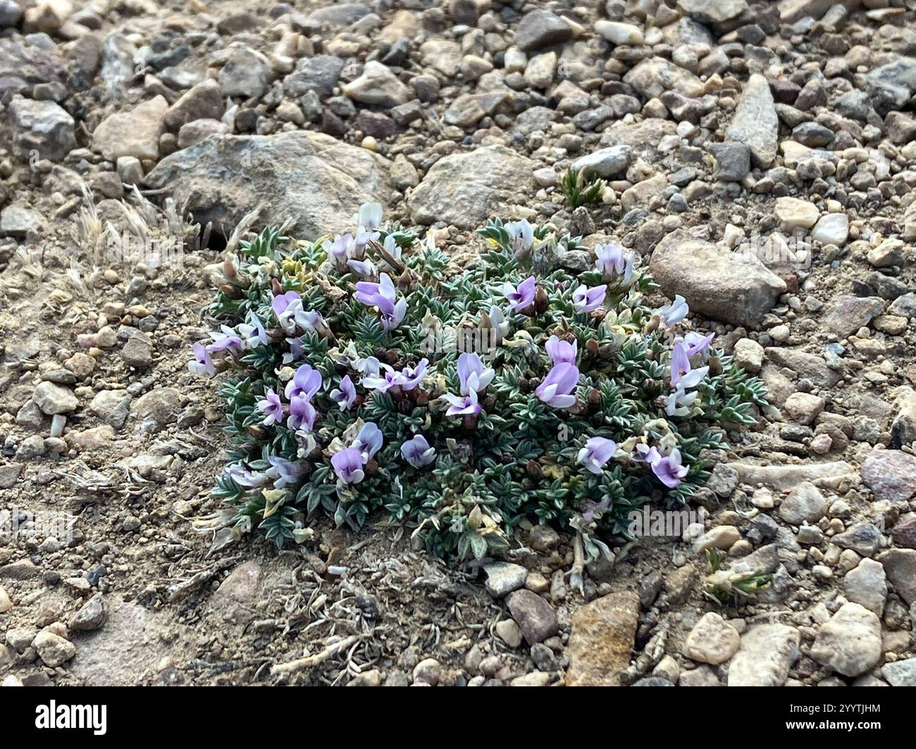 Spiny Milkvetch (Astragalus kentrophyta Stock Photo - Alamy