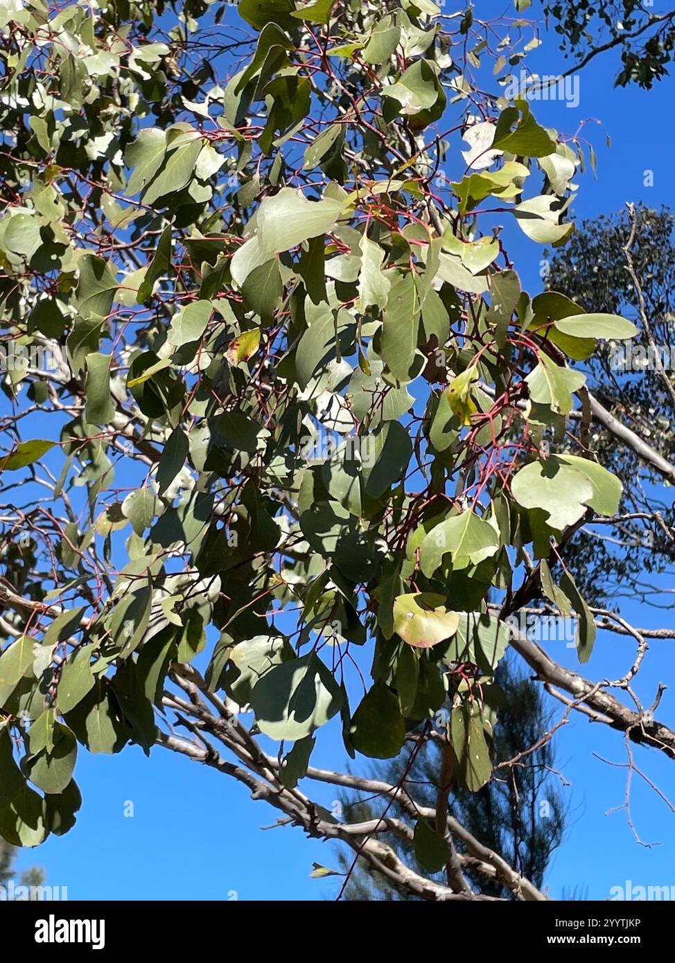 Poplar Box (Eucalyptus populnea Stock Photo - Alamy