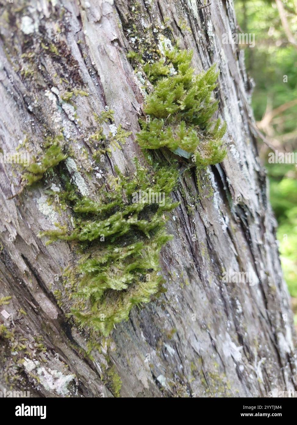 Neckera pennata hi-res stock photography and images - Alamy