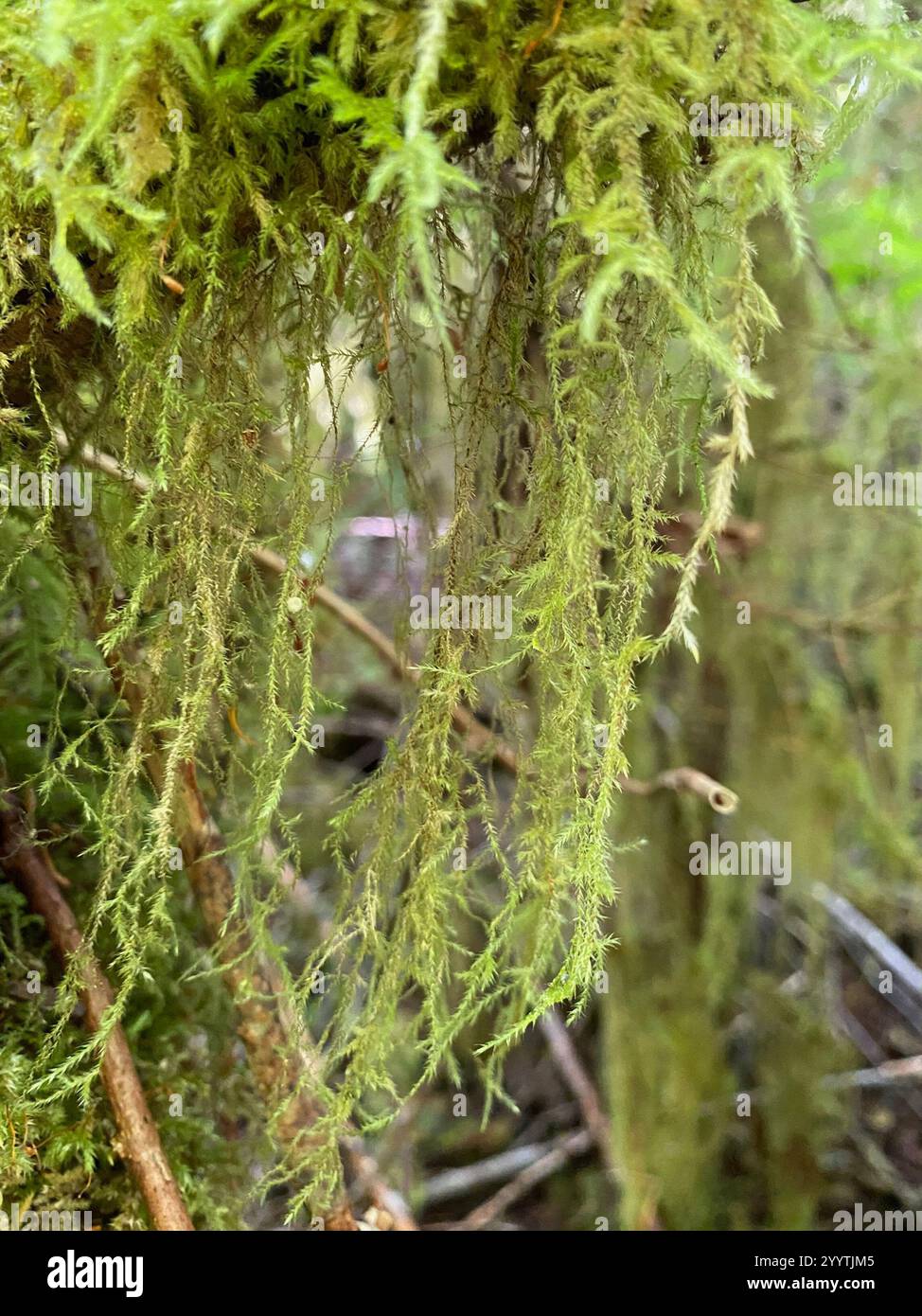 Cat's Tail Moss (Pseudisothecium stoloniferum Stock Photo - Alamy