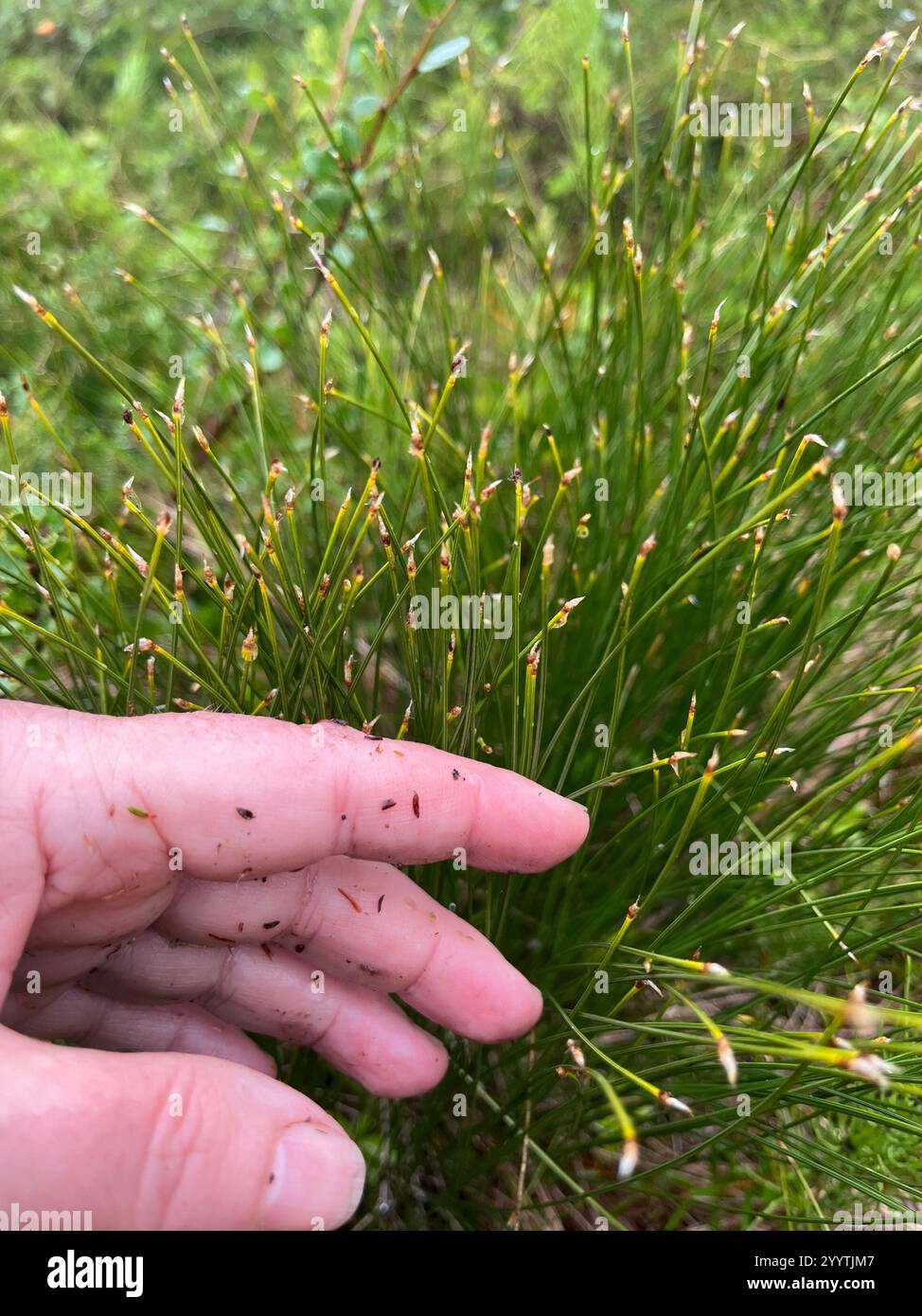 Trichophorum cespitosum hi-res stock photography and images - Alamy