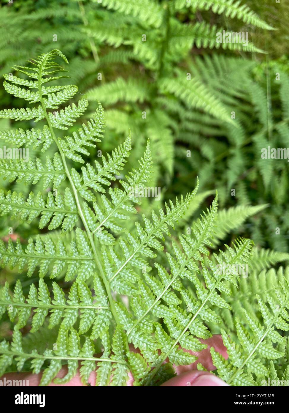 lady fern (Athyrium filix-femina Stock Photo - Alamy