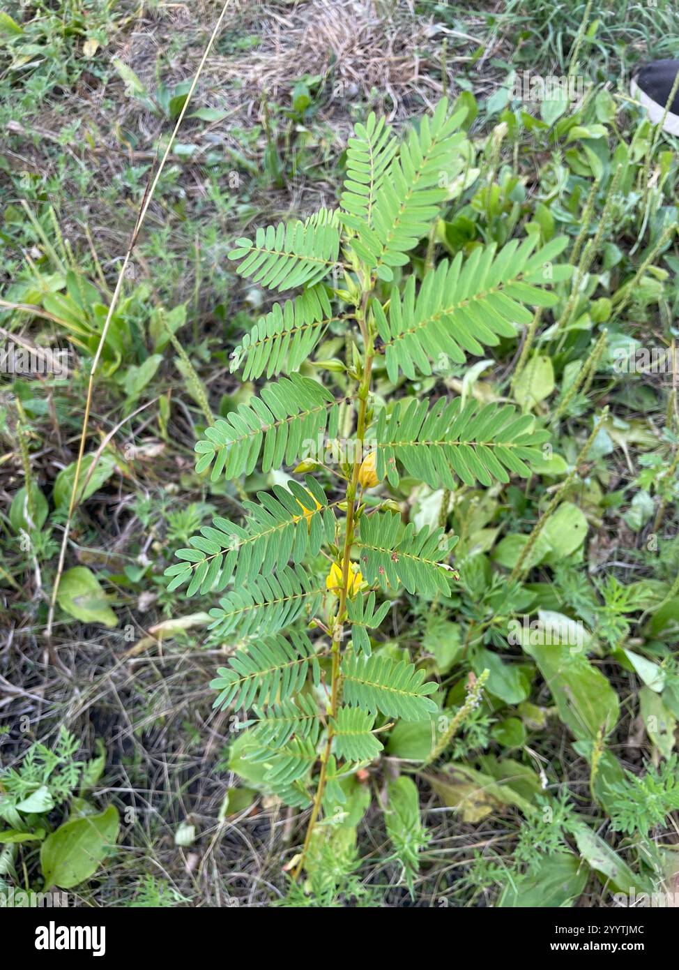 partridge pea (Chamaecrista fasciculata Stock Photo - Alamy