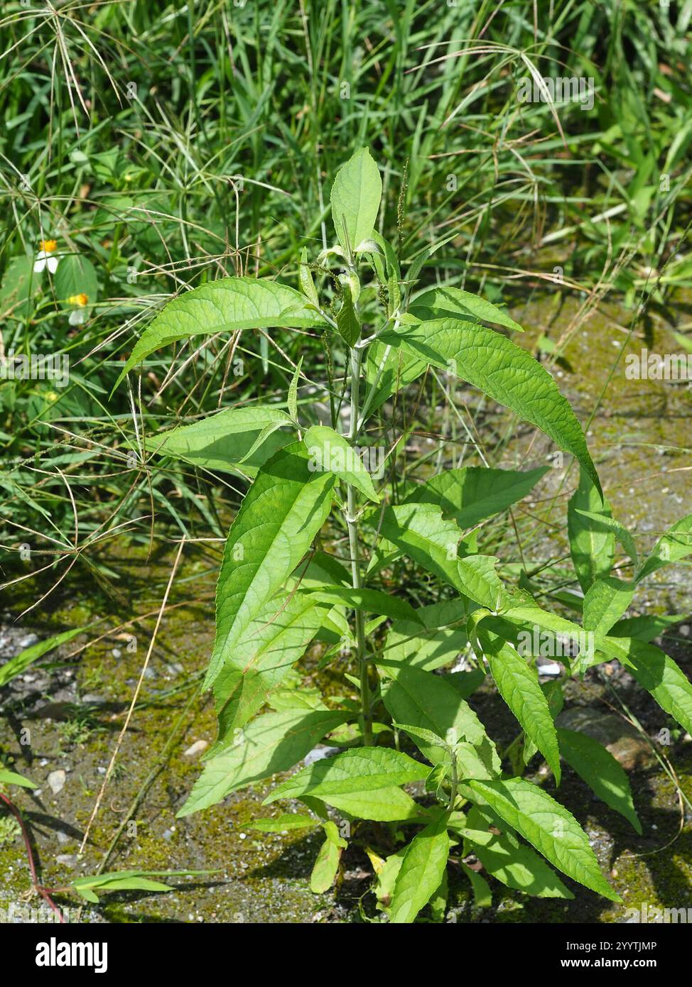 Buddleja asiatica hi-res stock photography and images - Alamy