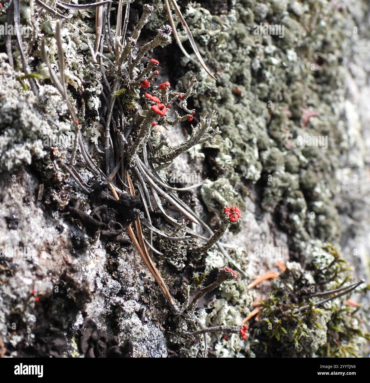 Gritty British soldiers lichen (Cladonia floerkeana Stock Photo - Alamy