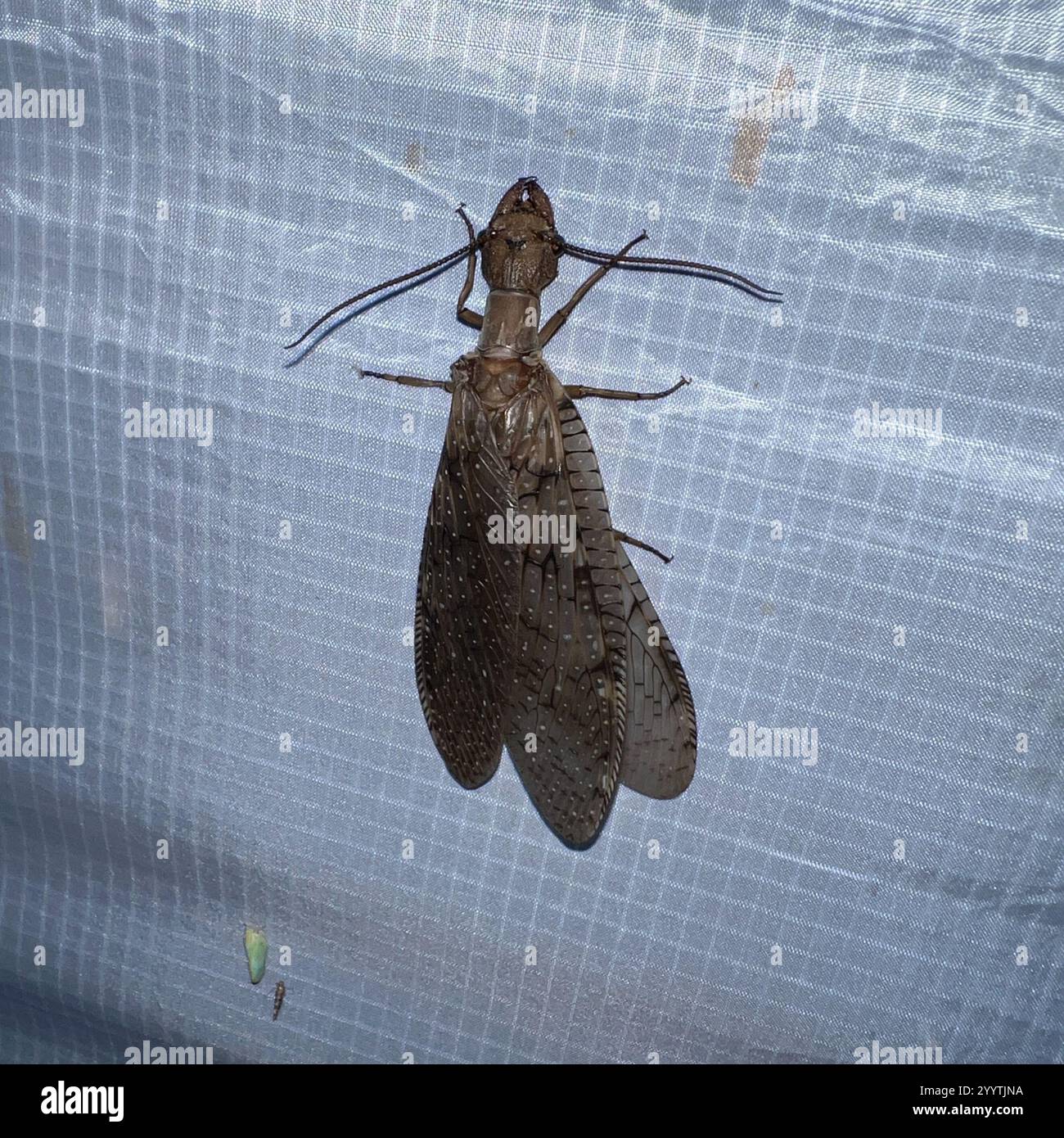 Eastern Dobsonfly (Corydalus cornutus Stock Photo - Alamy
