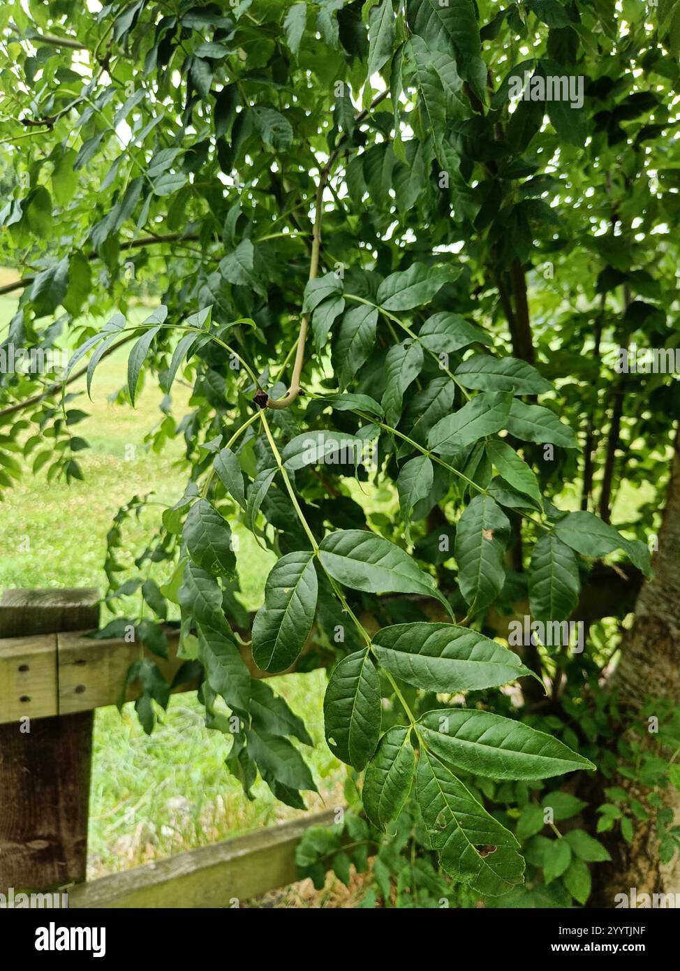 European ash (Fraxinus excelsior Stock Photo - Alamy