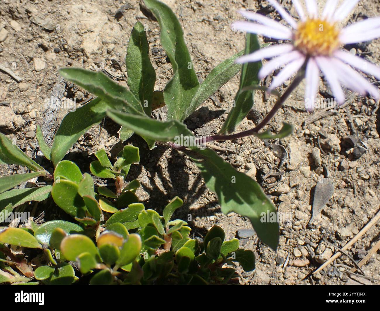 Siberian Aster (Eurybia sibirica Stock Photo - Alamy