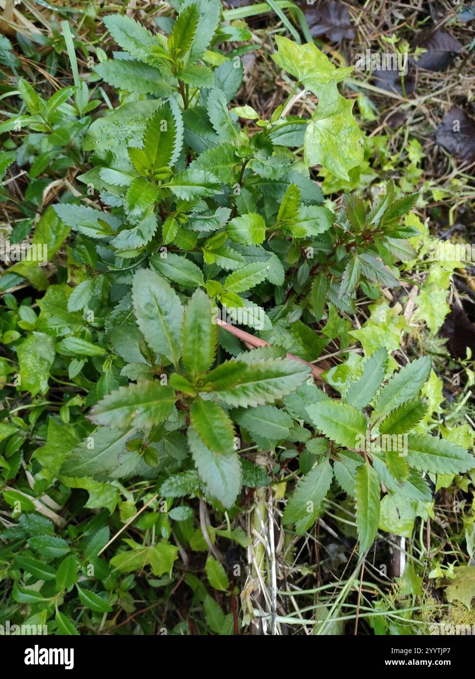 Shrubby Haloragis (Haloragis erecta Stock Photo - Alamy