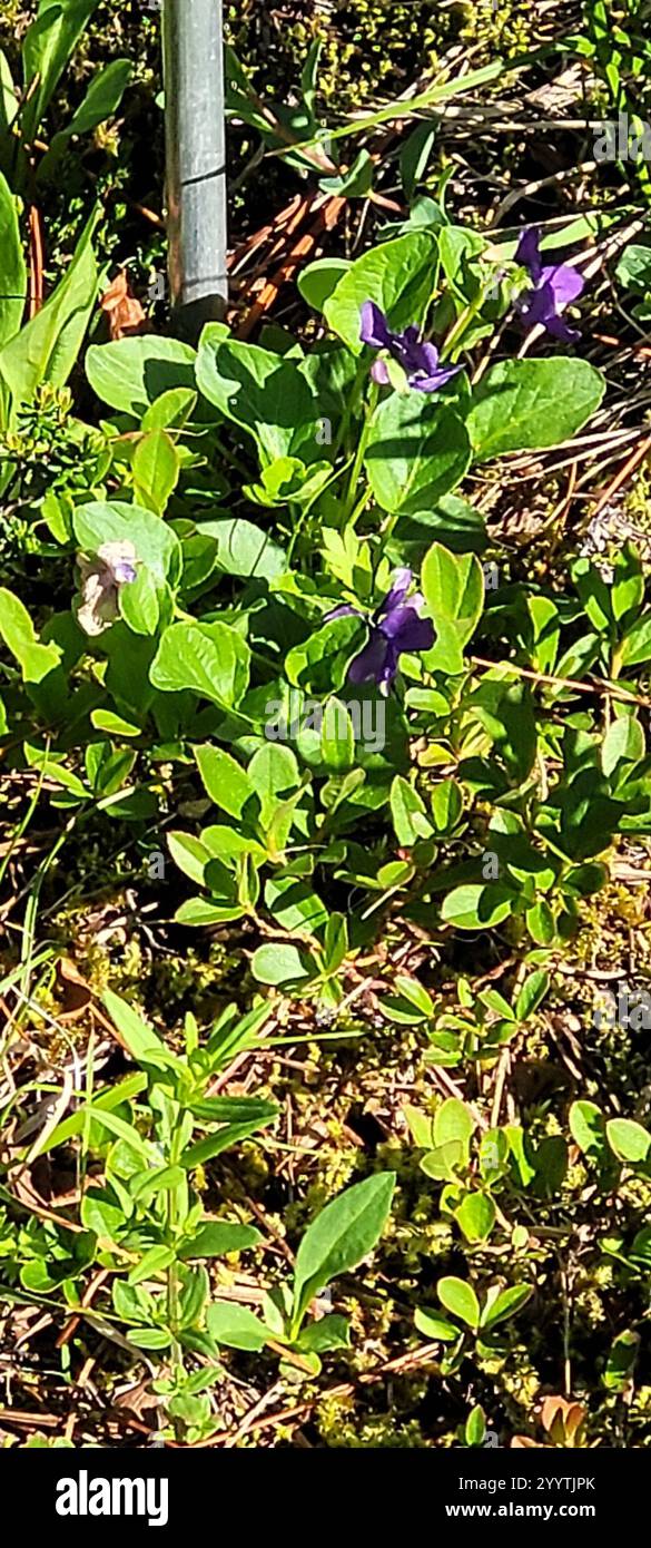 hookedspur violet (Viola adunca Stock Photo - Alamy