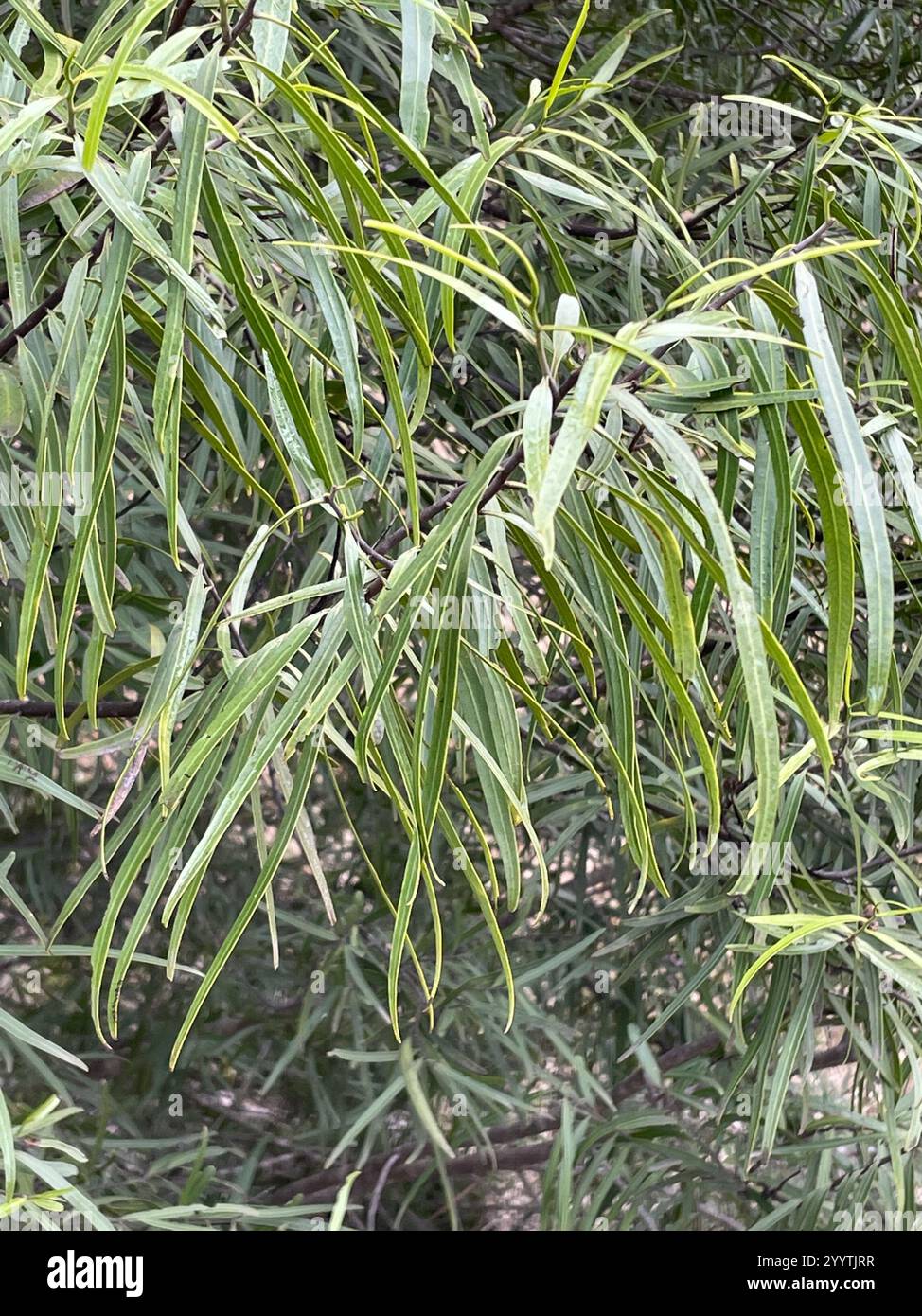 Wilga (Geijera parviflora Stock Photo - Alamy