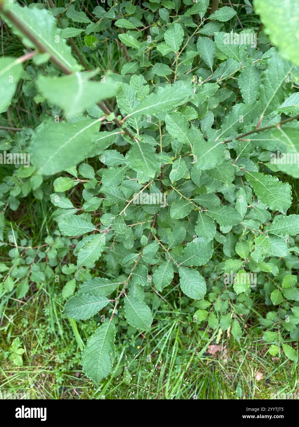 Eared Willow (Salix aurita Stock Photo - Alamy