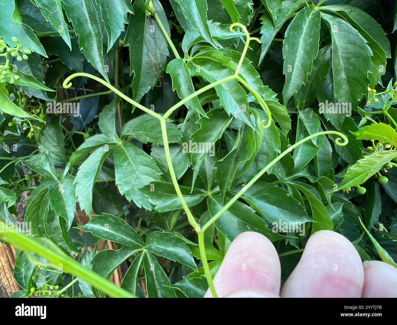 thicket creeper (Parthenocissus inserta Stock Photo - Alamy