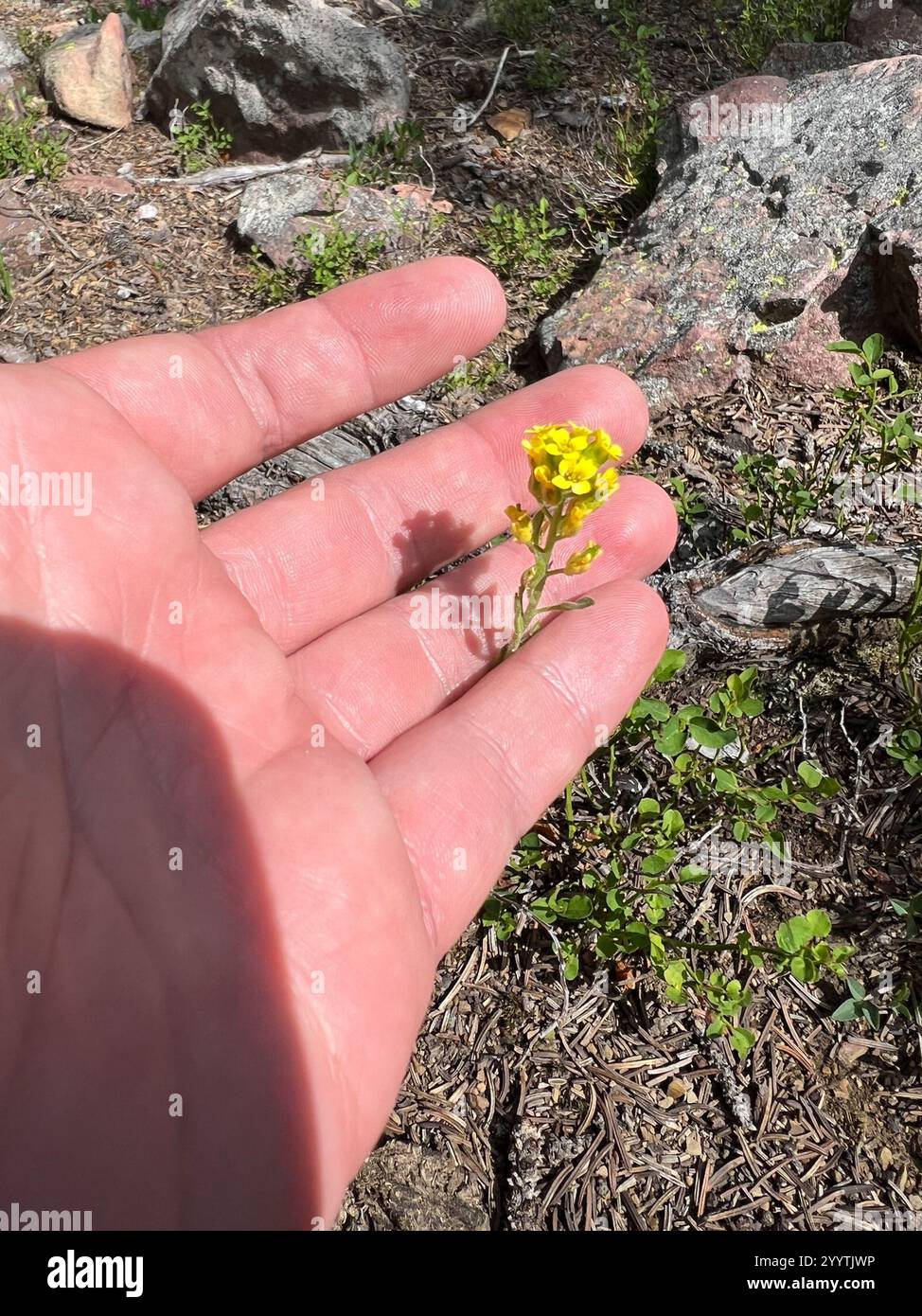 mustard family (Brassicaceae Stock Photo - Alamy