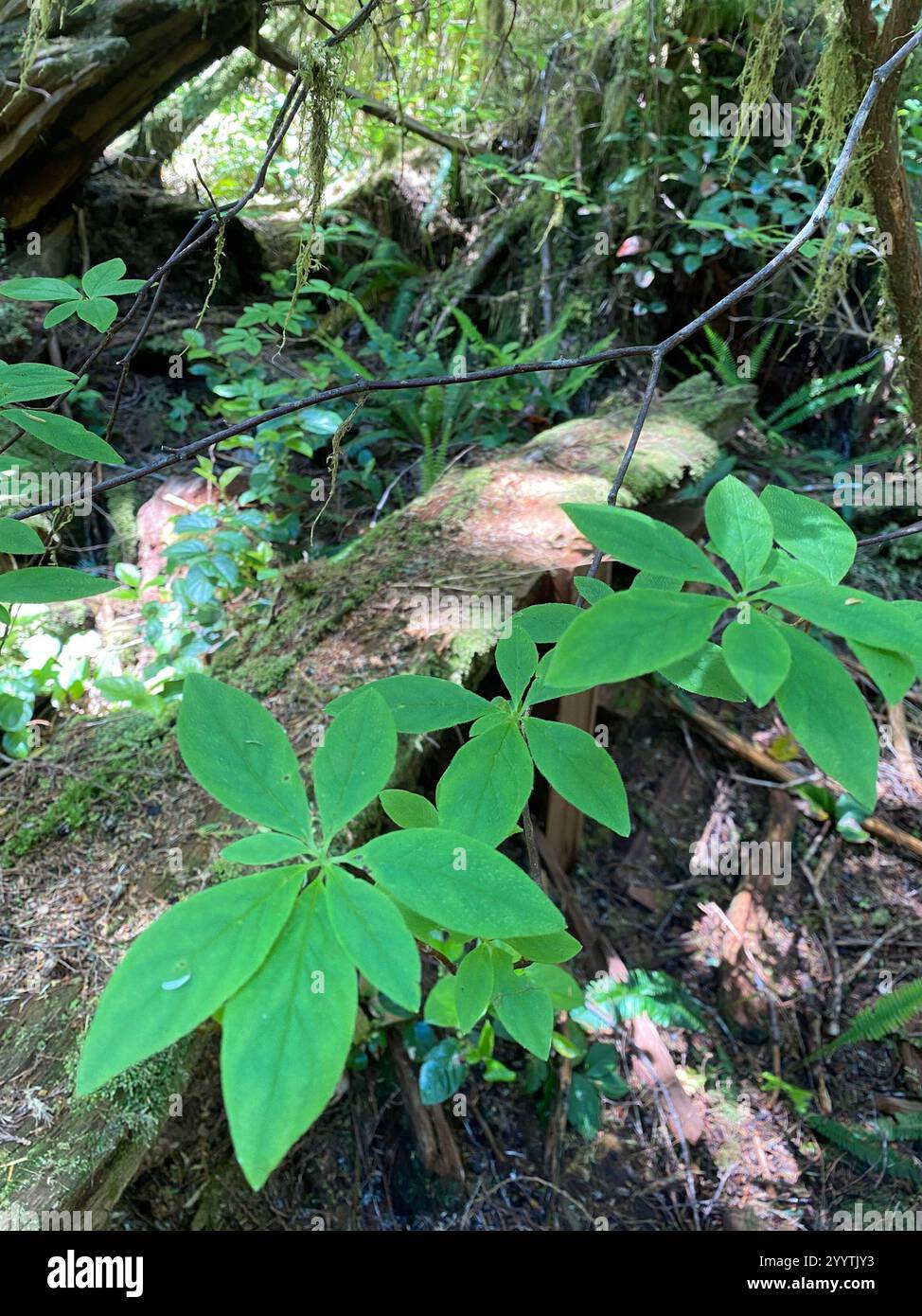 mock azalea (Rhododendron menziesii Stock Photo - Alamy