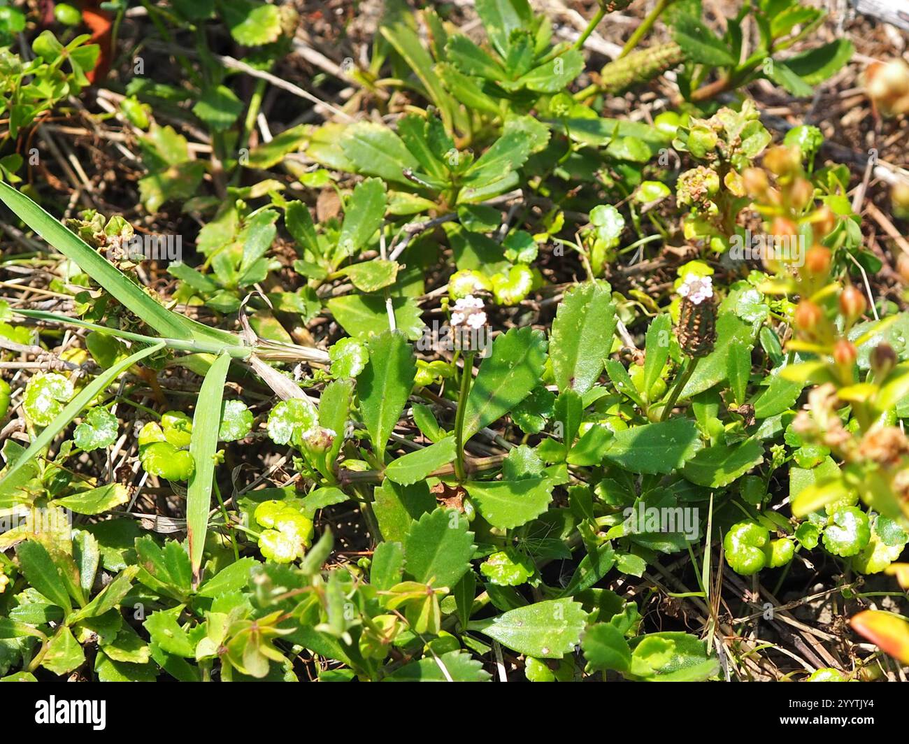 turkey tangle frogfruit (Phyla nodiflora Stock Photo - Alamy