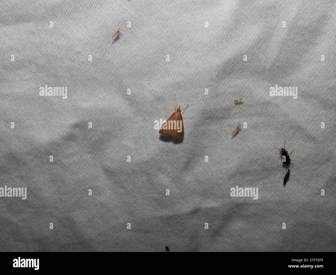 Celery Leaftier Moth (Udea rubigalis Stock Photo - Alamy