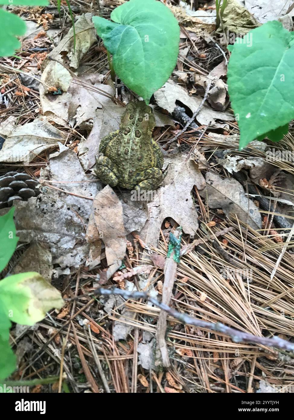 Eastern American Toad (Anaxyrus americanus americanus Stock Photo - Alamy