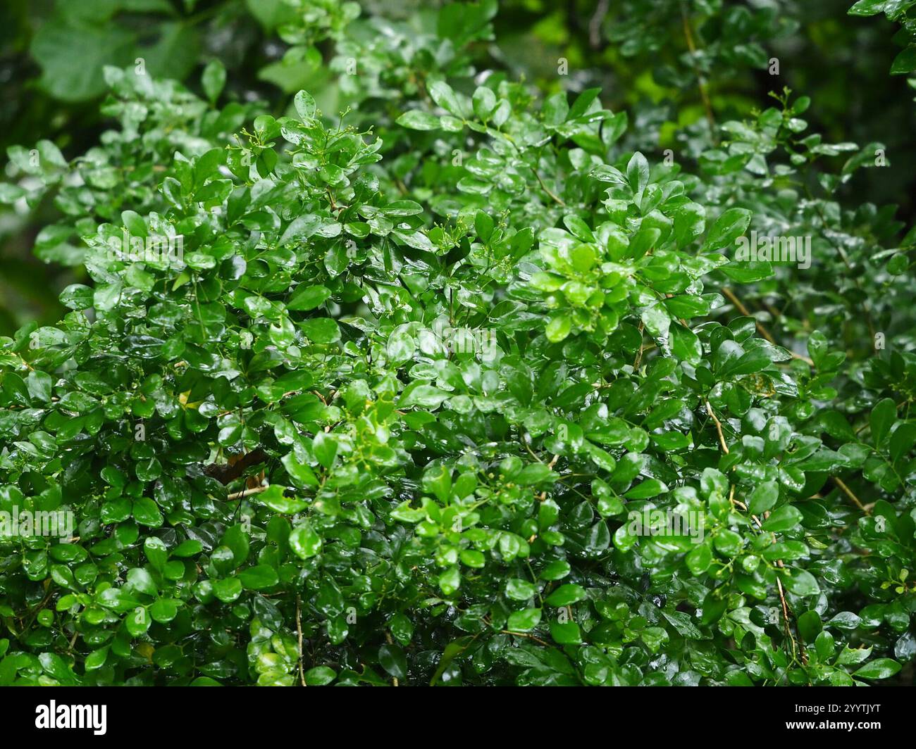 Orange Jasmine (Murraya paniculata Stock Photo - Alamy