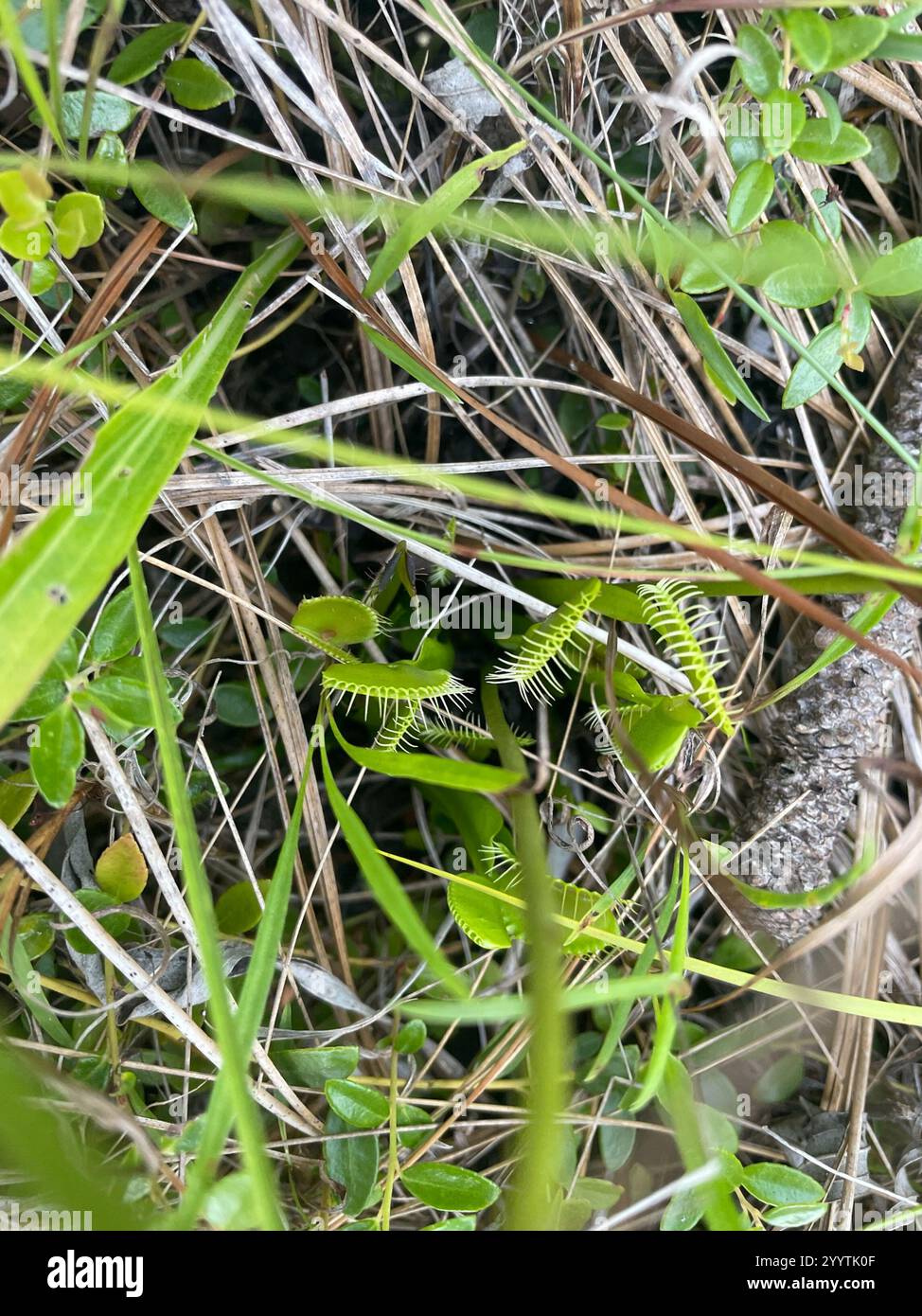 Venus flytrap (Dionaea muscipula Stock Photo - Alamy