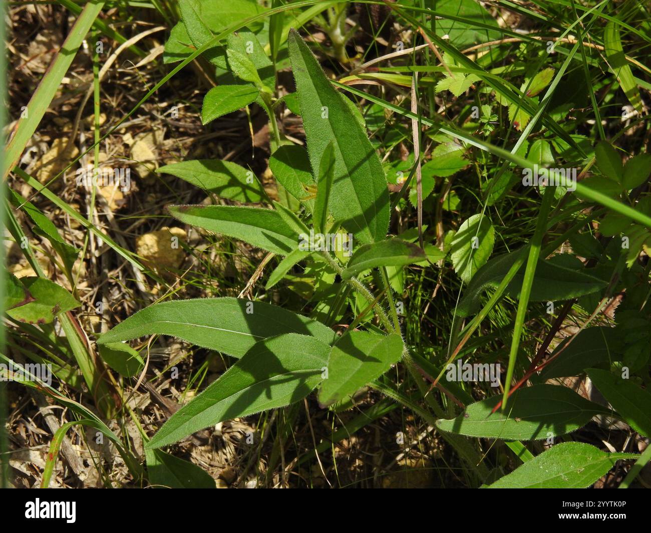 stiff-hair sunflower (Helianthus hirsutus Stock Photo - Alamy