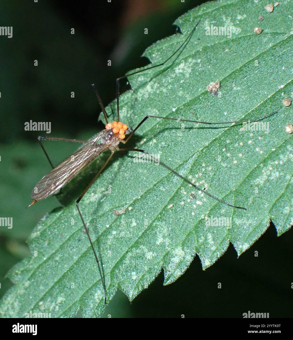 Typical Crane Flies (Tipuloidea Stock Photo - Alamy