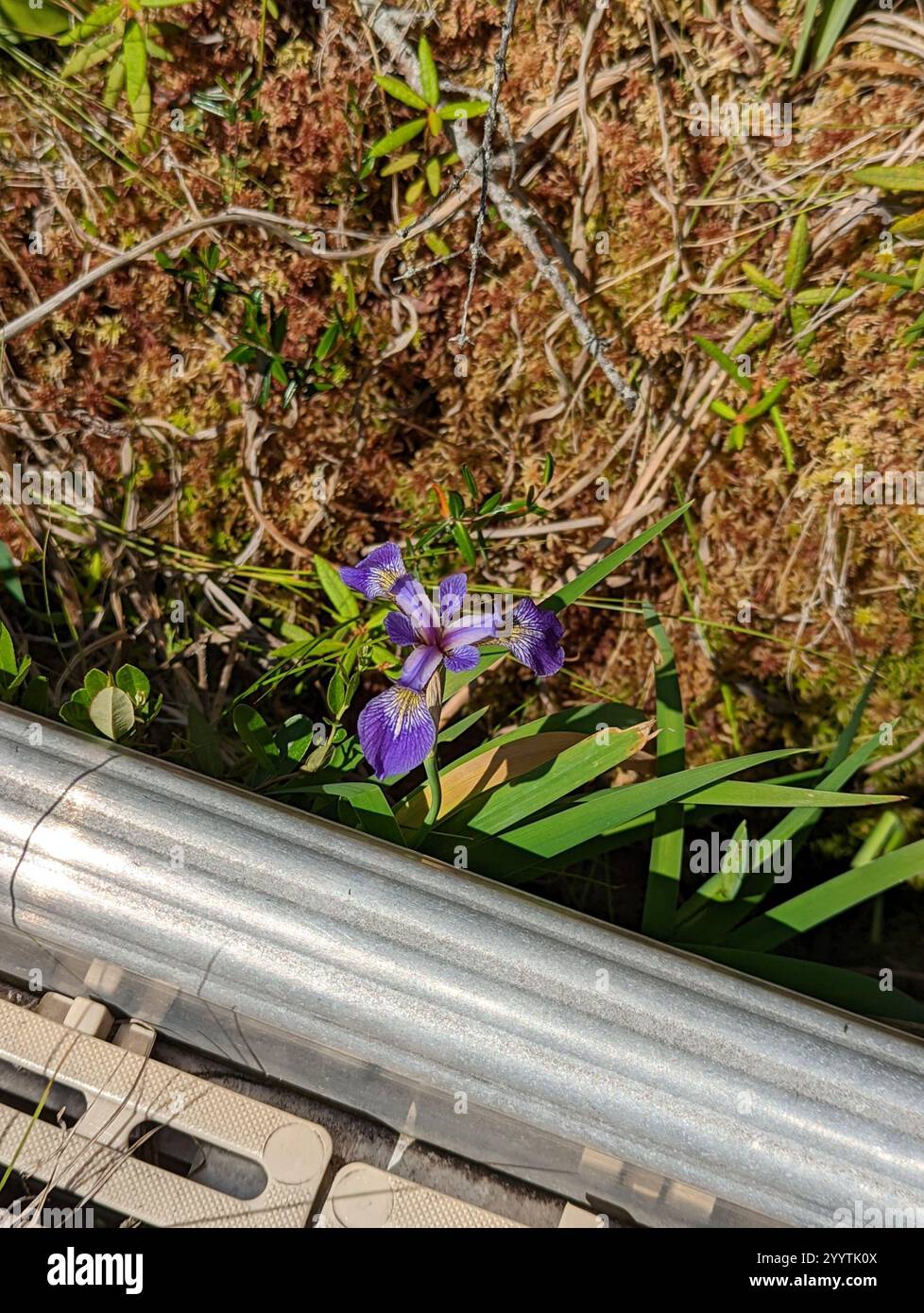 northern blue flag (Iris versicolor Stock Photo - Alamy